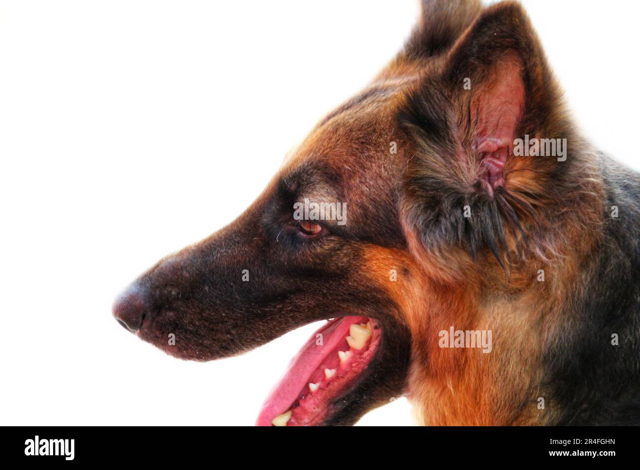 german shepherd dog panting in summer with tongue out HD dog try to ...