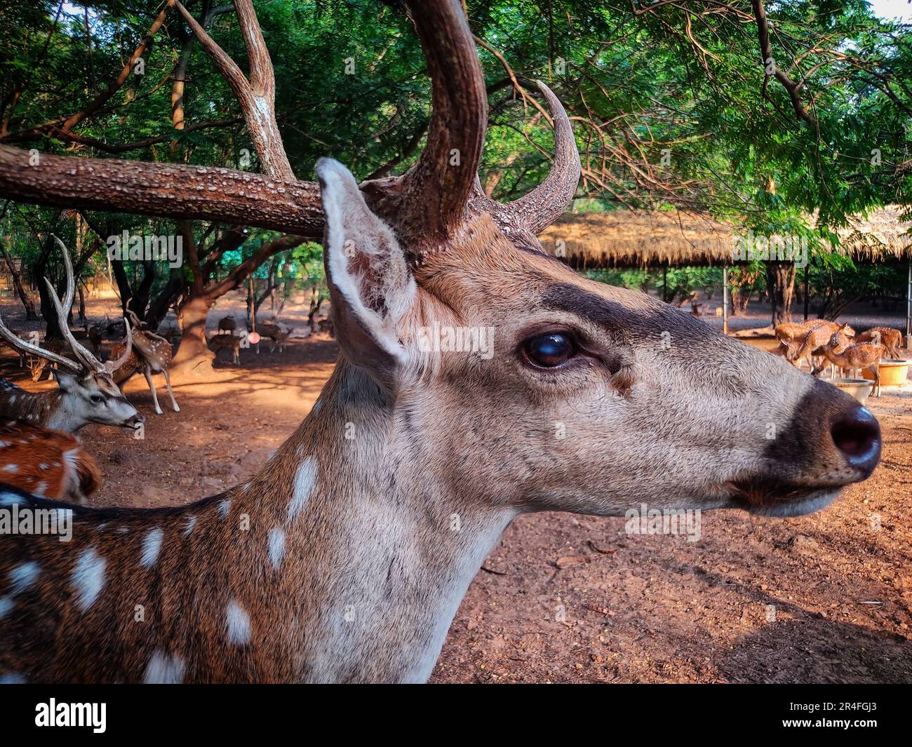 Indian spotted deer with large horn close up shot in jungle HD Stock ...
