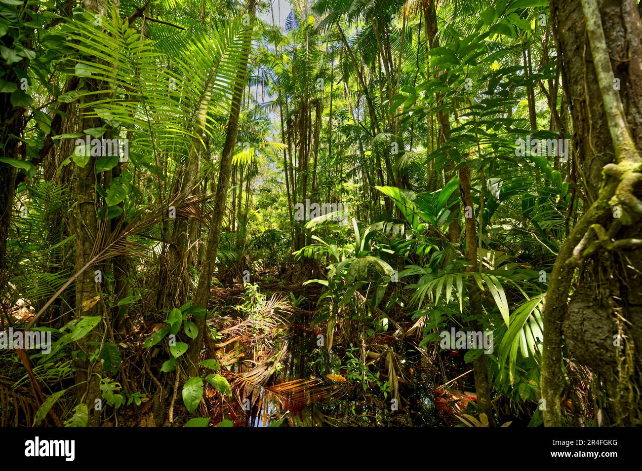 Flooded Savanna forest. Acai palm, Zanderij, Suriname Stock Photo - Alamy