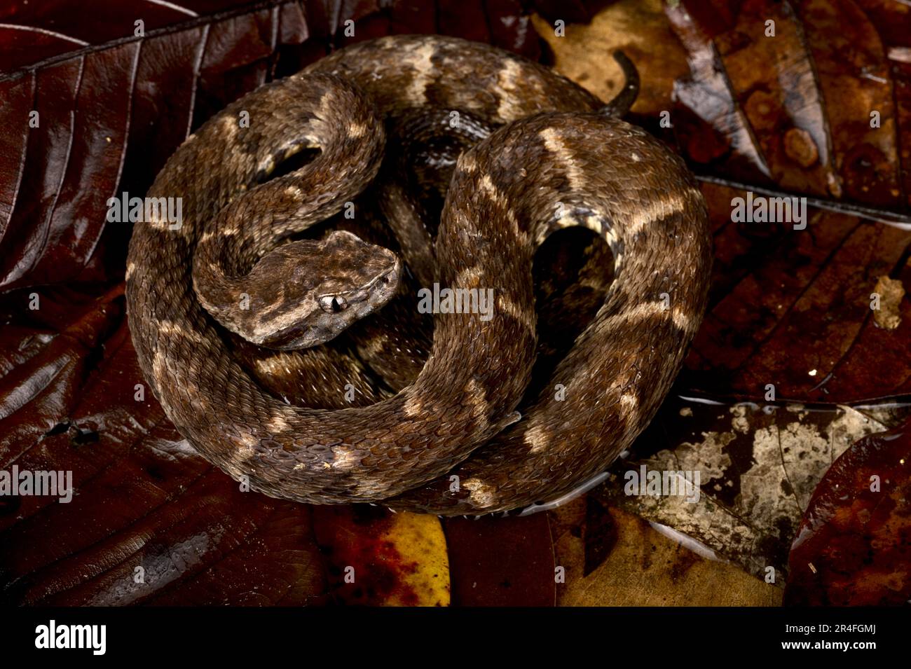 Fer-de-Lance or Lancehead (Bothrops atrox Stock Photo - Alamy