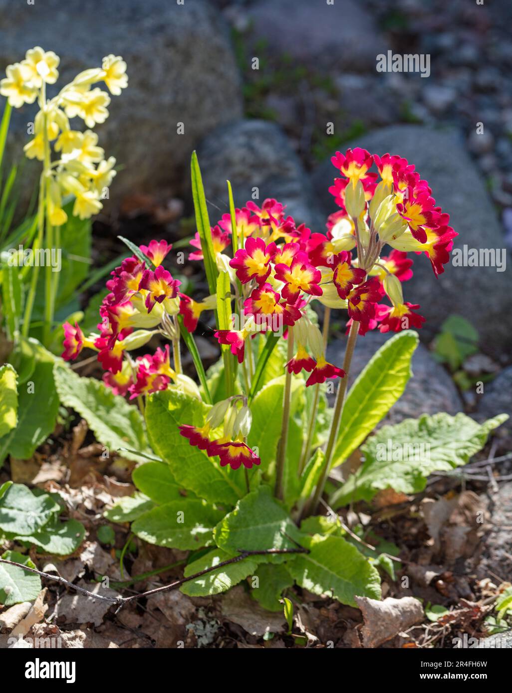 Karingtander hi-res stock photography and images - Alamy