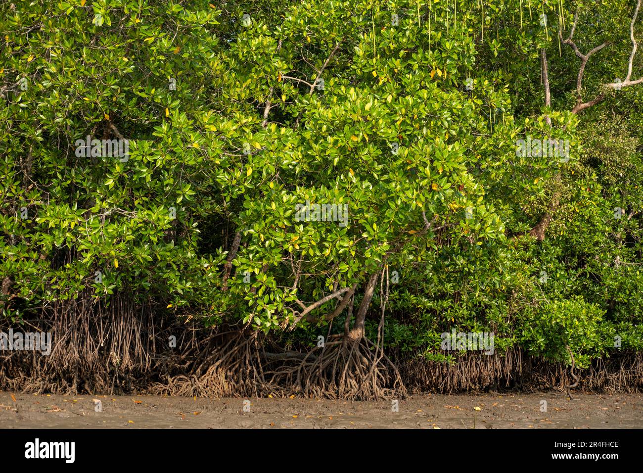Mangrove forest, including trees and shrubs that grow in saline coastal ...