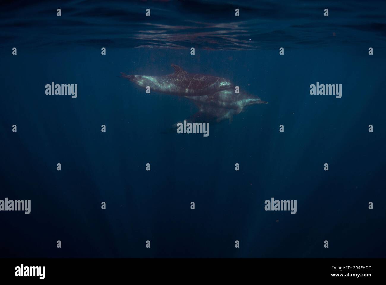 Pantropical Spotted Dolphins, Stenella attenuate, Port St Johns, Wild ...