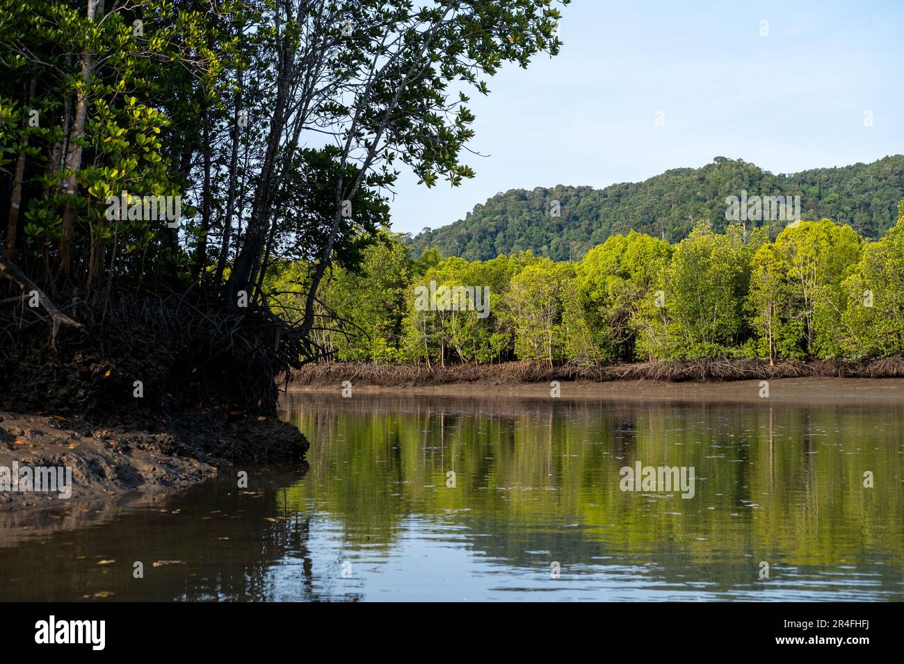 Mangrove forest, including trees and shrubs that grow in saline coastal ...