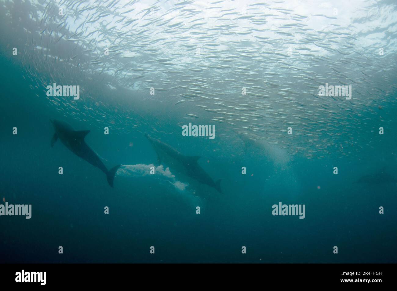 Pod of Common Dolphins, Delphinus delphis, blowing bubbles while ...