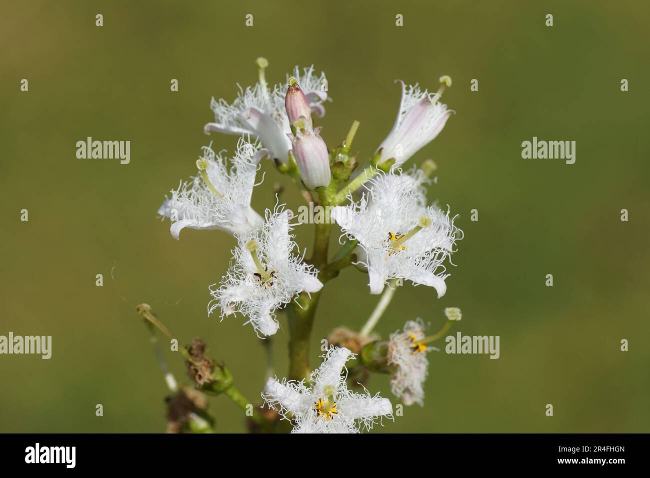 Close up white flowers of bogbean, buckbean (Menyanthes trifoliata ...