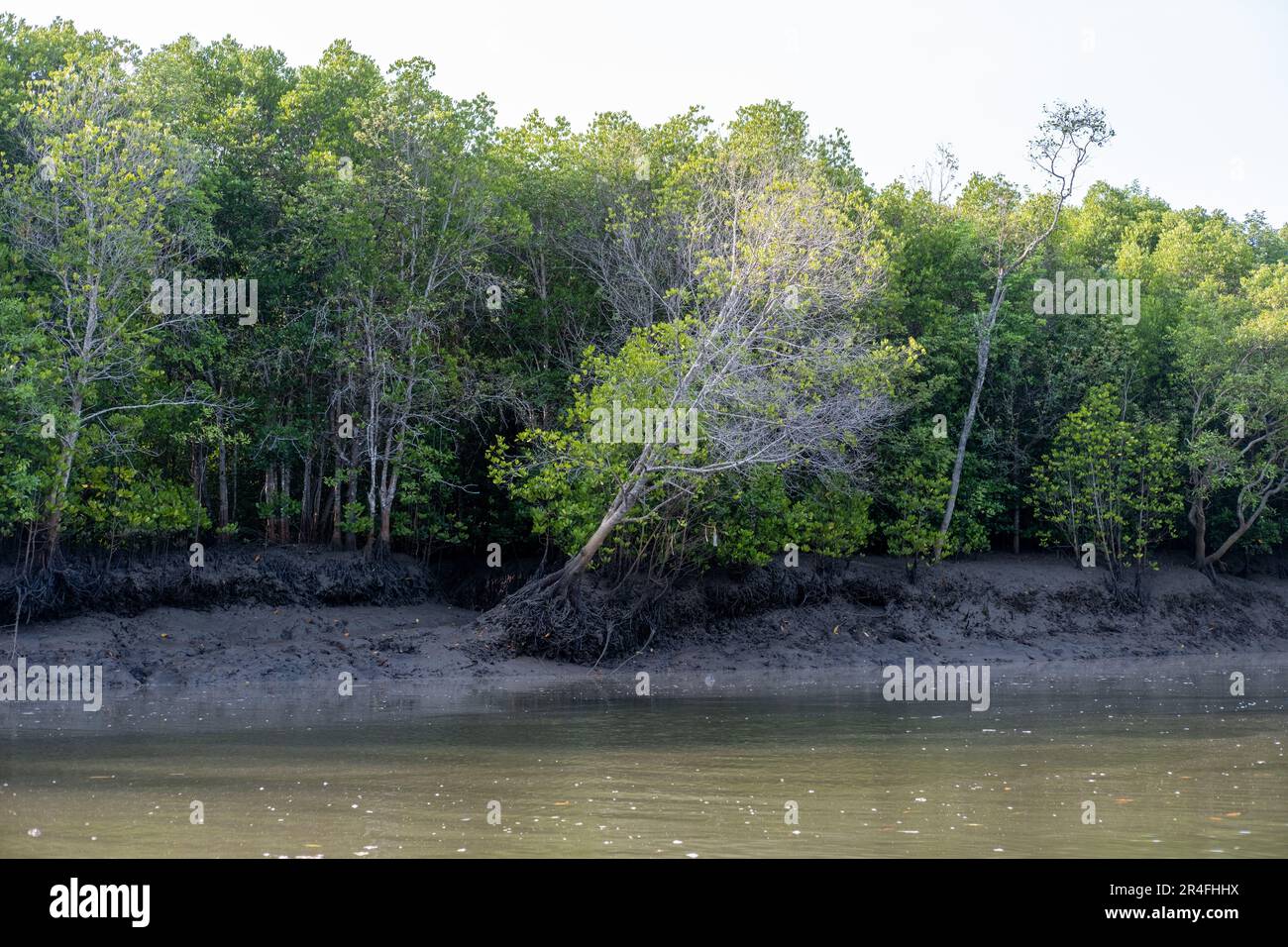 Mangrove forest, including trees and shrubs that grow in saline coastal ...