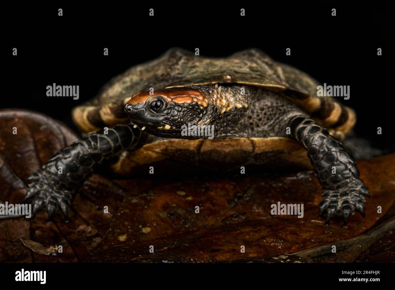 Twist-necked turtle (Platemys platycephala Stock Photo - Alamy