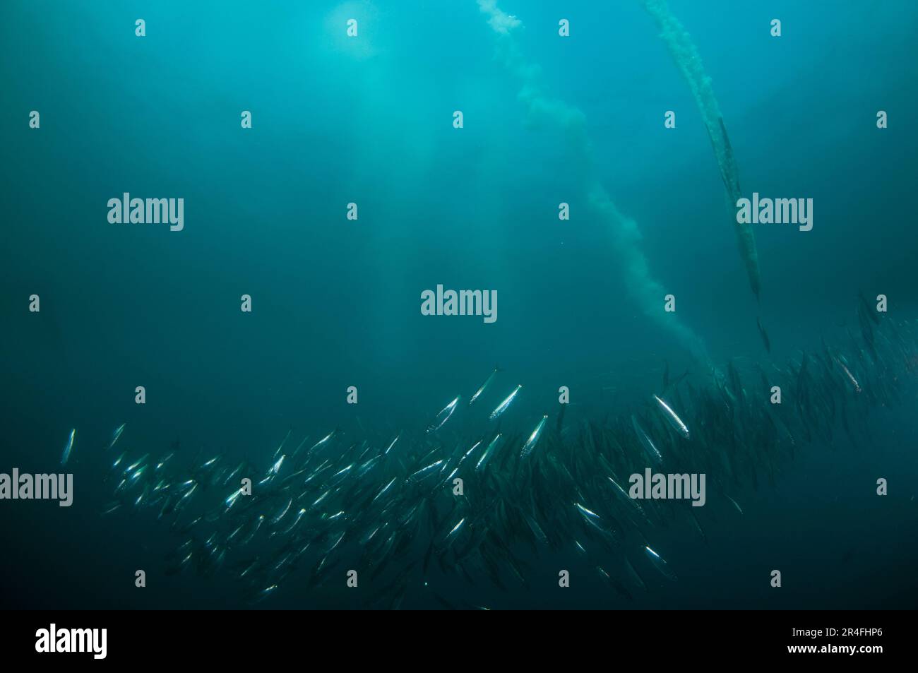 Herring fish bait hi-res stock photography and images - Alamy