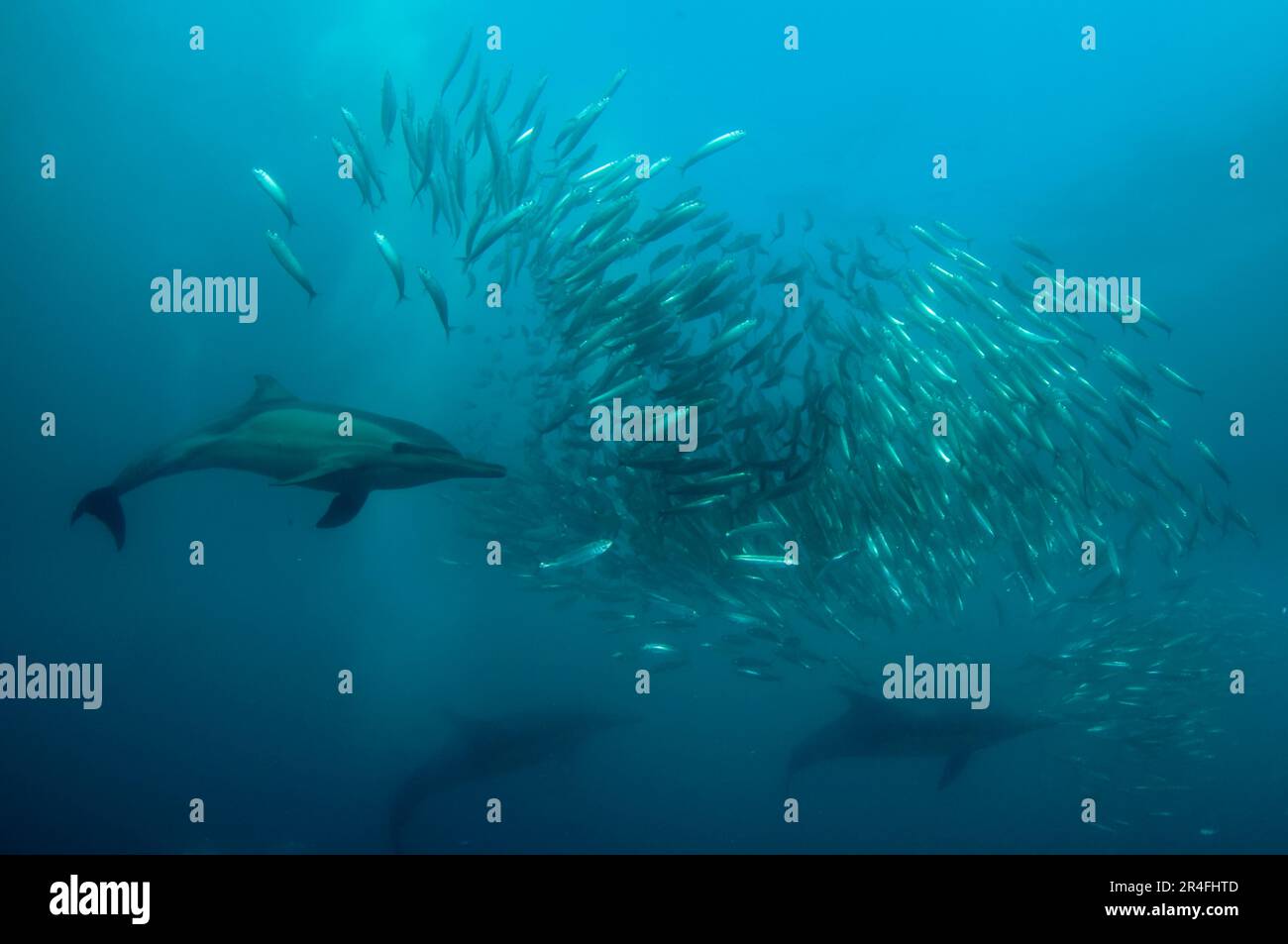 Long beaked common dolphins hi-res stock photography and images - Alamy