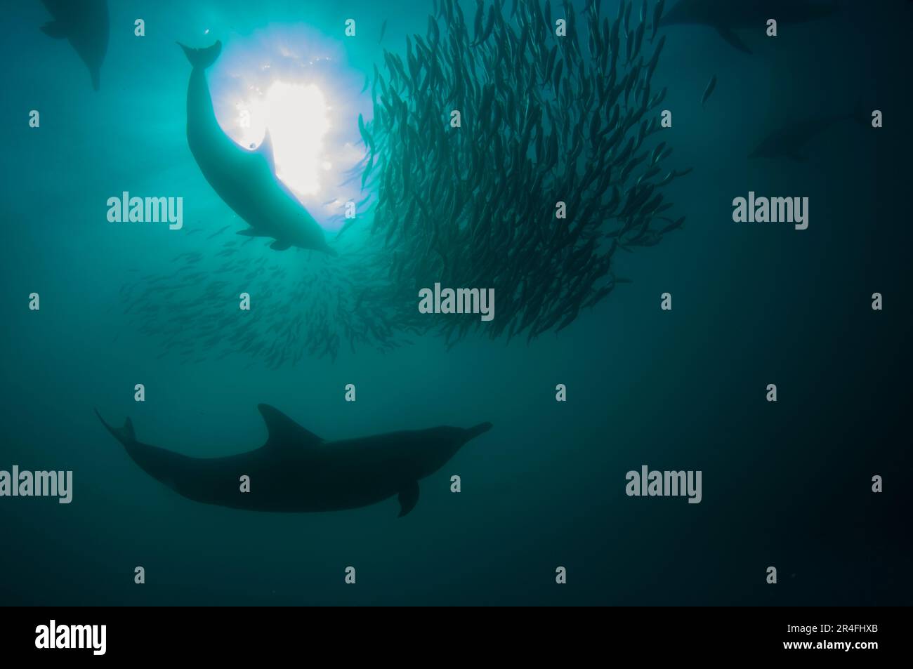 Pod of Common Dolphins, Delphinus delphis, chasing baitball of Southern ...