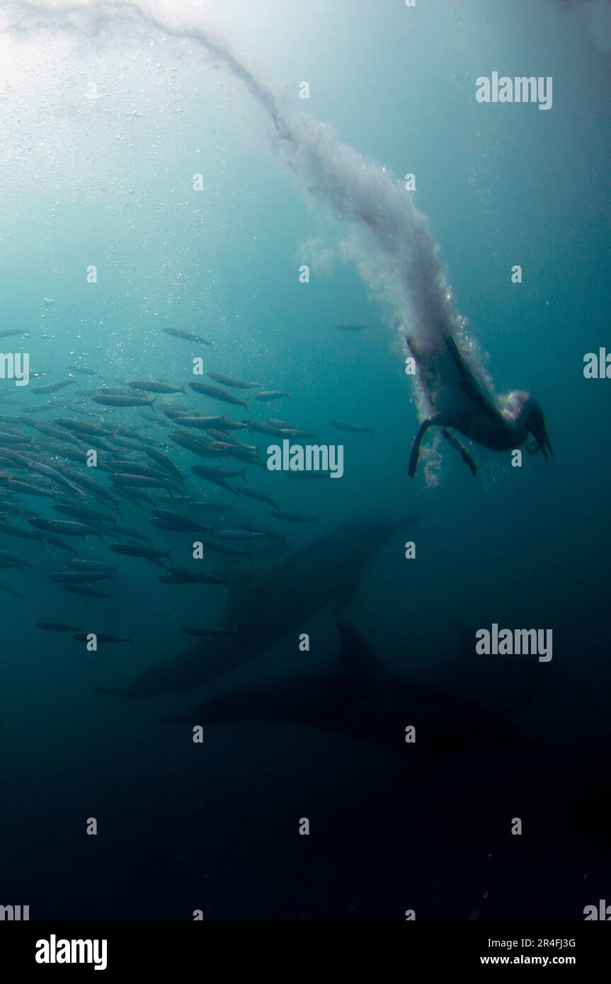 Long-beaked Common Dolphins, Delphinus capensis, and Cape Gannet, Morus ...