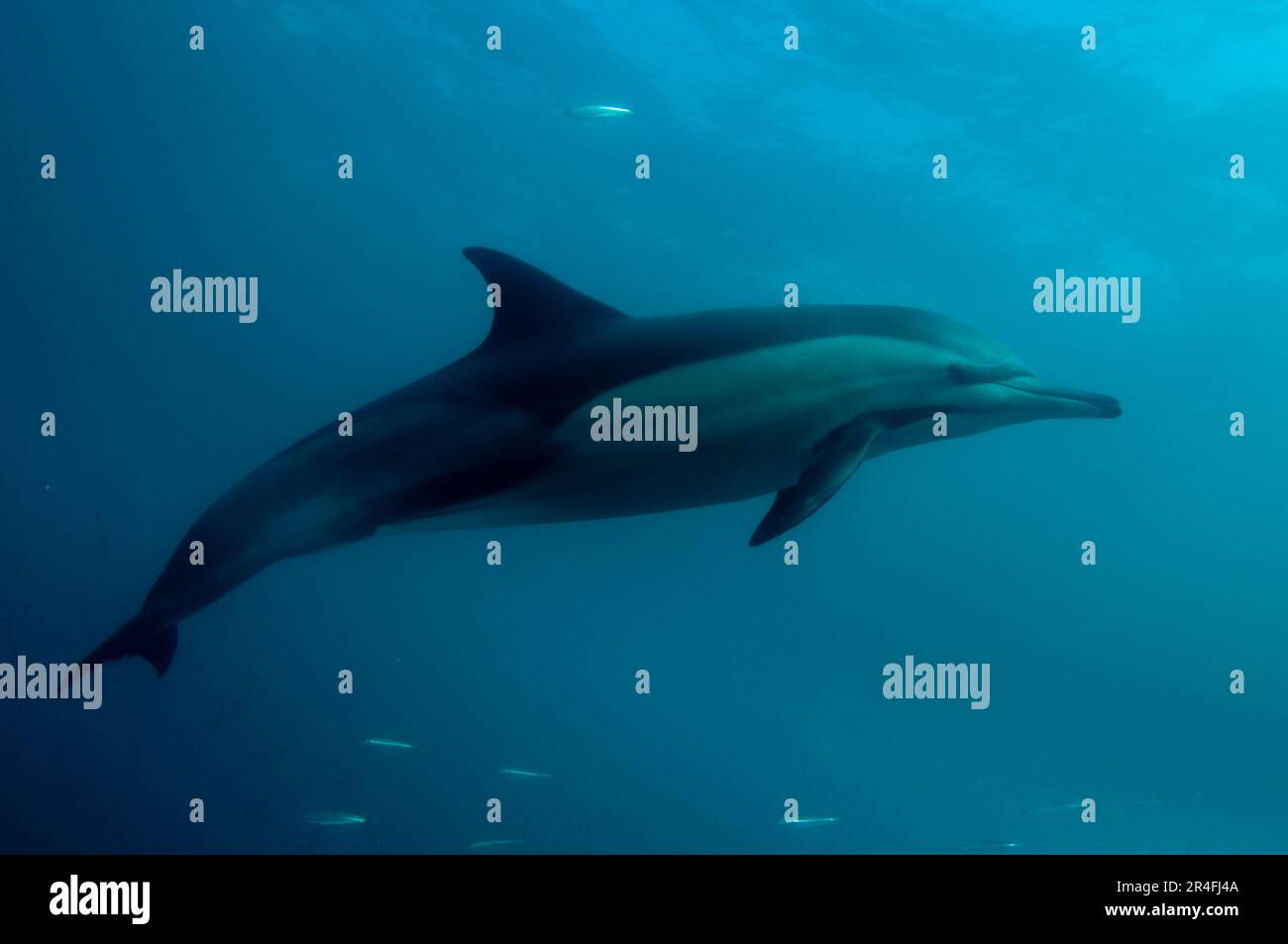 Long-beaked Common Dolphin, Delphinus capensis, feeding on baitball ...