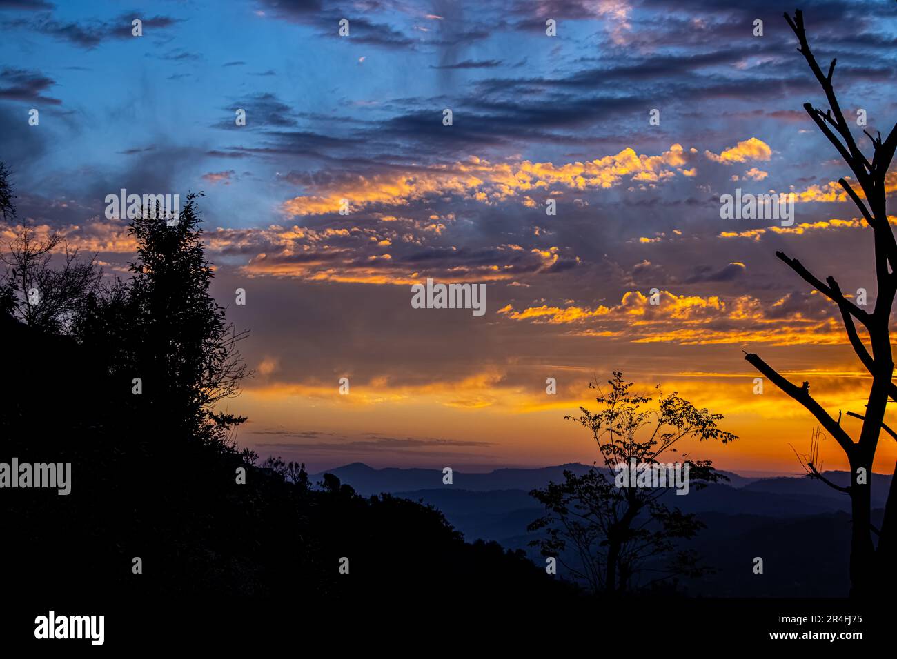 tree against Panorama colorful magnificent sunset in countryside above ...