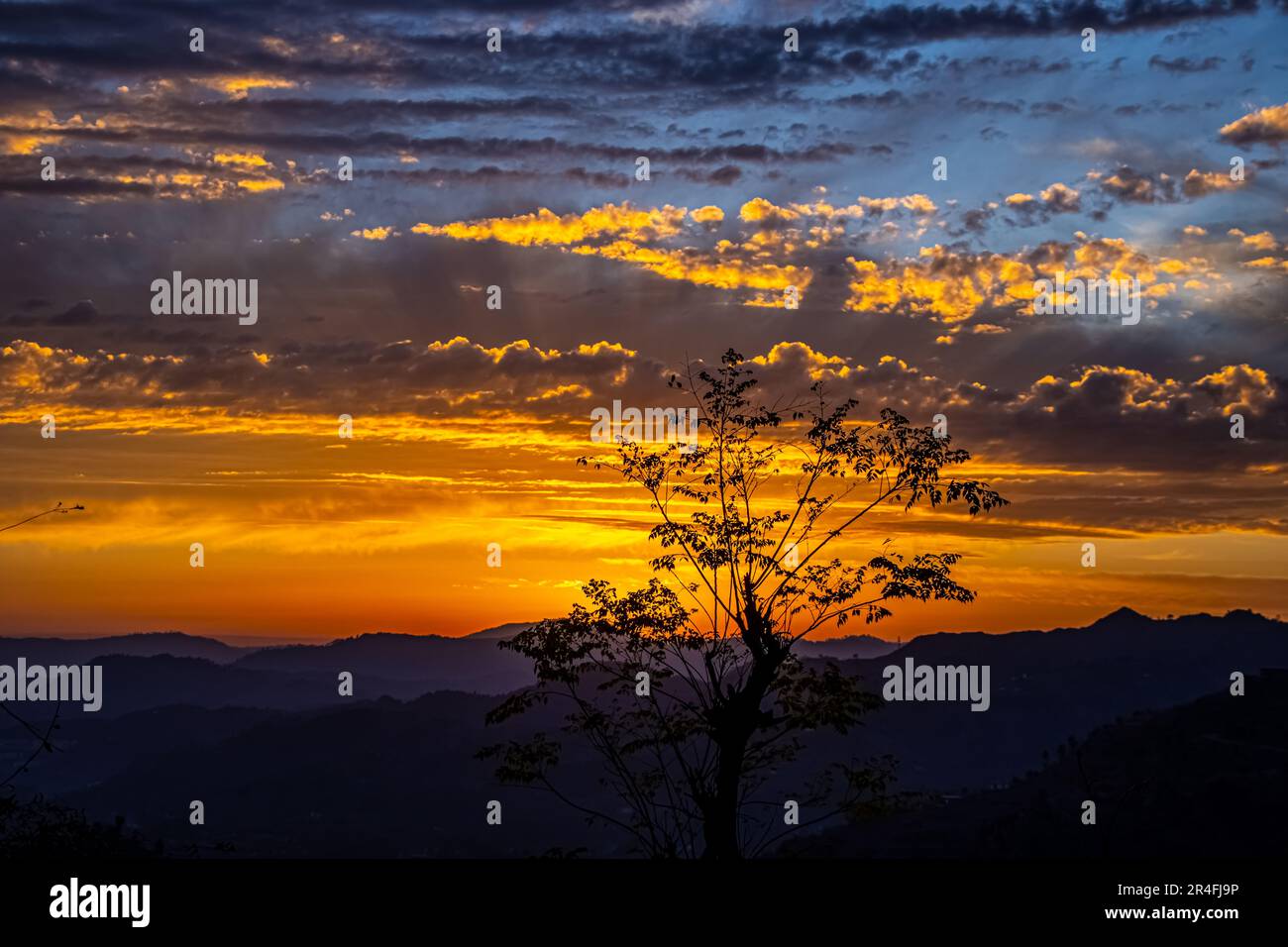 tree against Panorama colorful magnificent sunset in countryside above ...