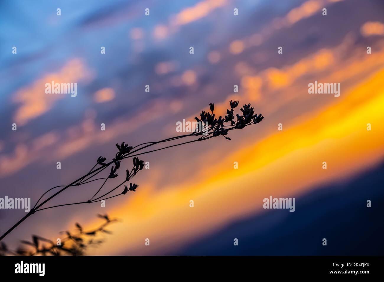 Blurry sunset hi-res stock photography and images - Alamy