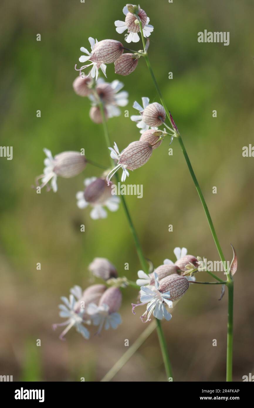 Cow bladder hi-res stock photography and images - Alamy
