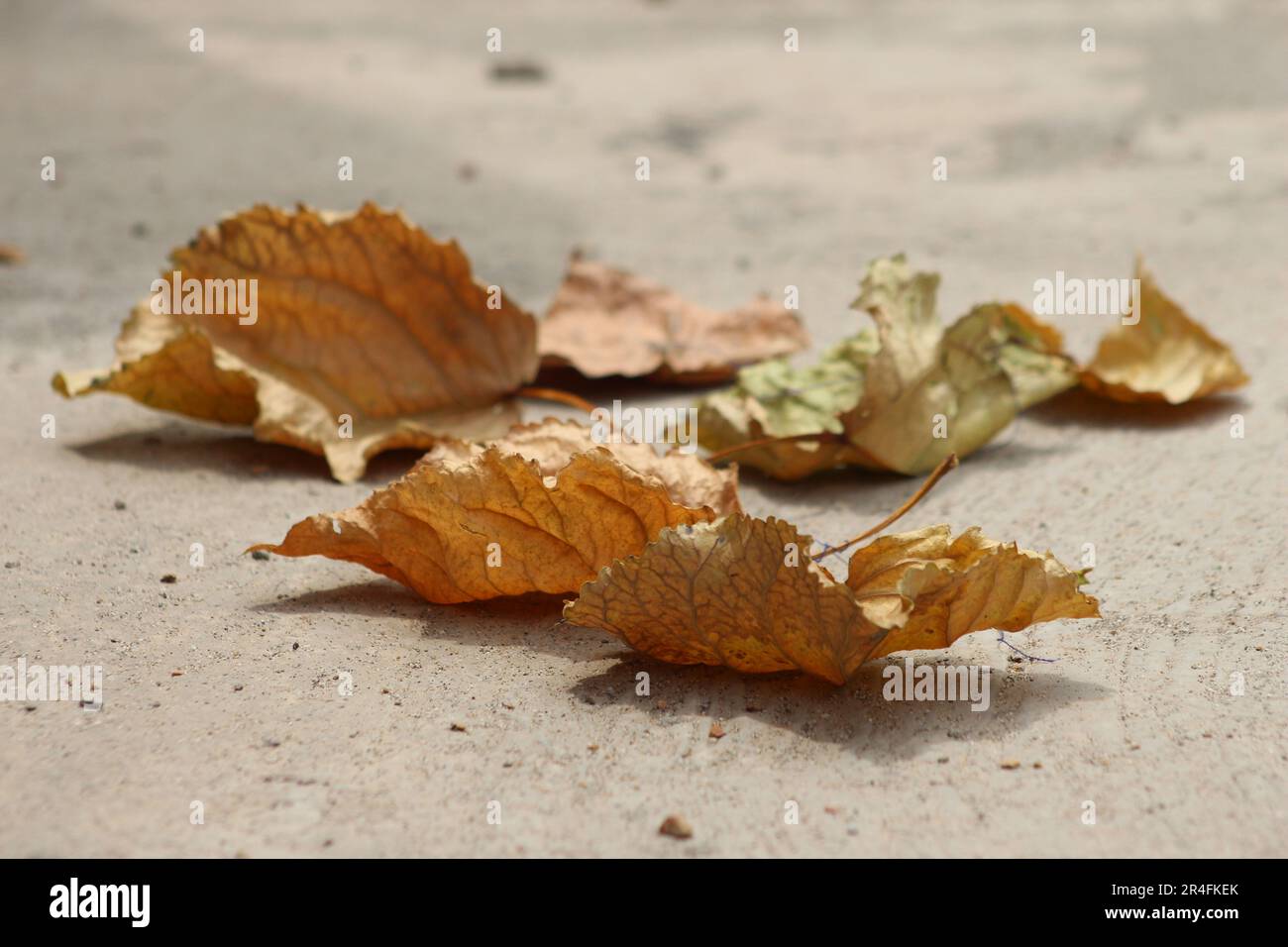 Folded leaves hi-res stock photography and images - Alamy