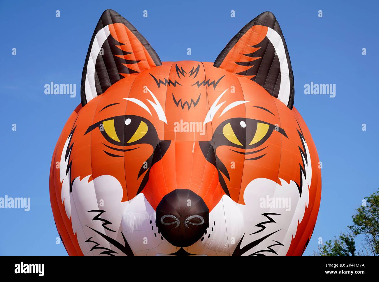 A tethered hot air balloon in the style of a fox is inflated during the ...