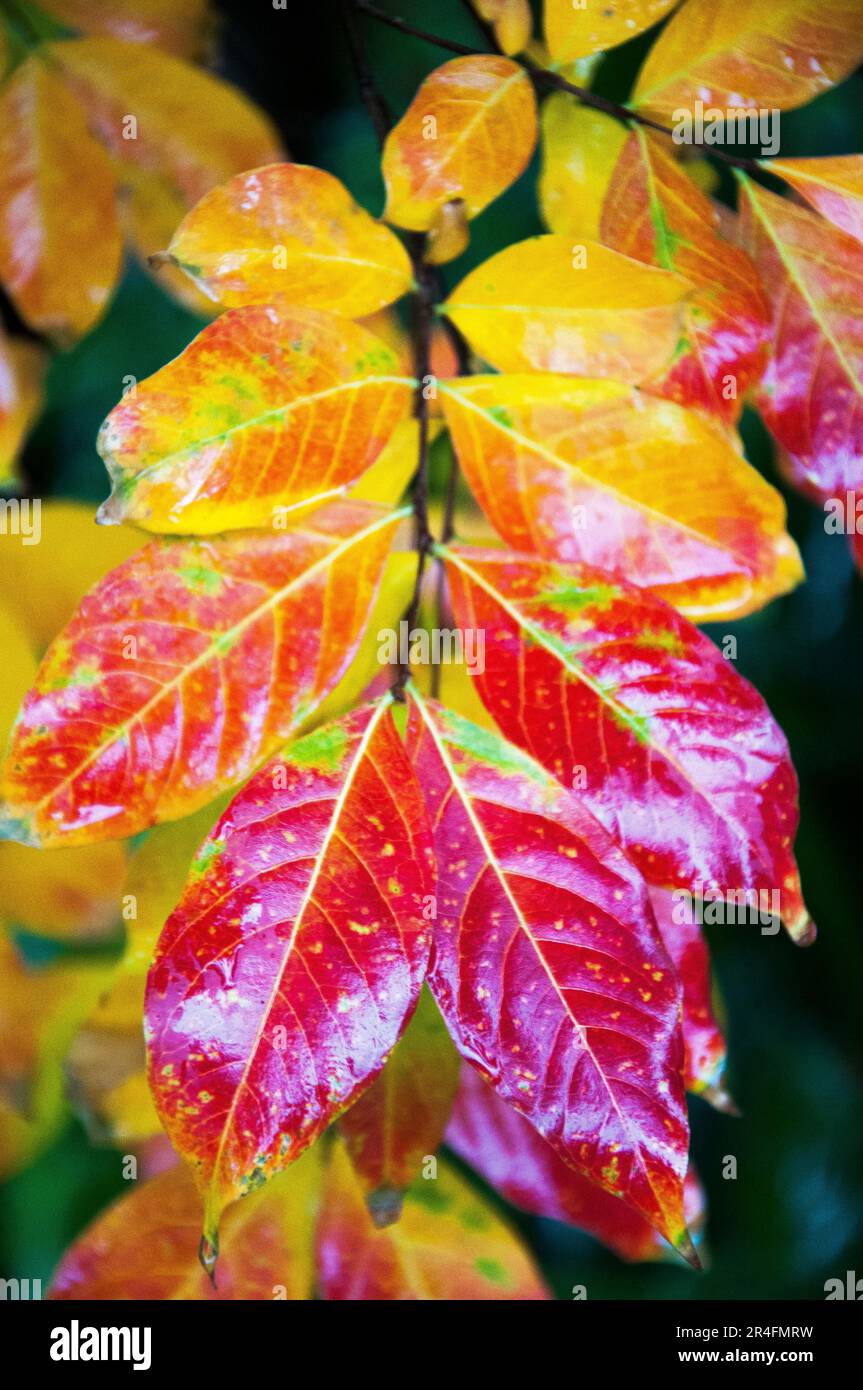 Autumn colours displayed on the leaves of a crepe myrtle tree ...