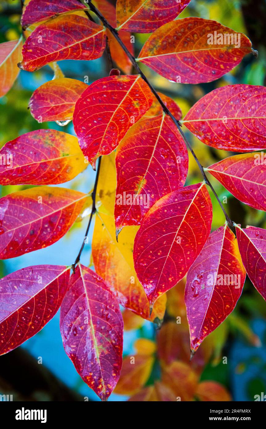 Autumn colours displayed on the leaves of a crepe myrtle tree ...