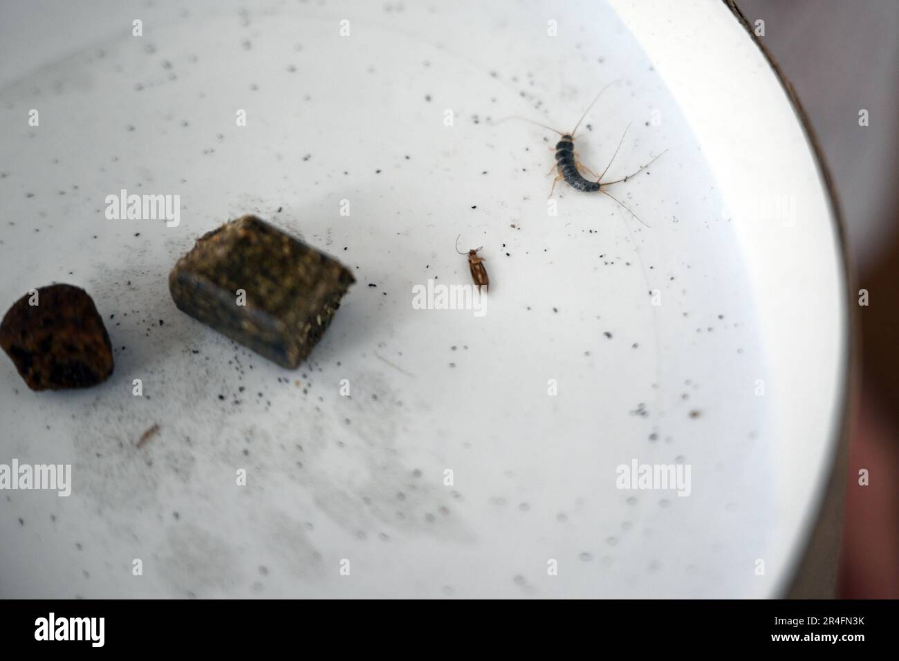 PRODUCTION - 16 May 2023, North Rhine-Westphalia, Cologne: A silverfish ...