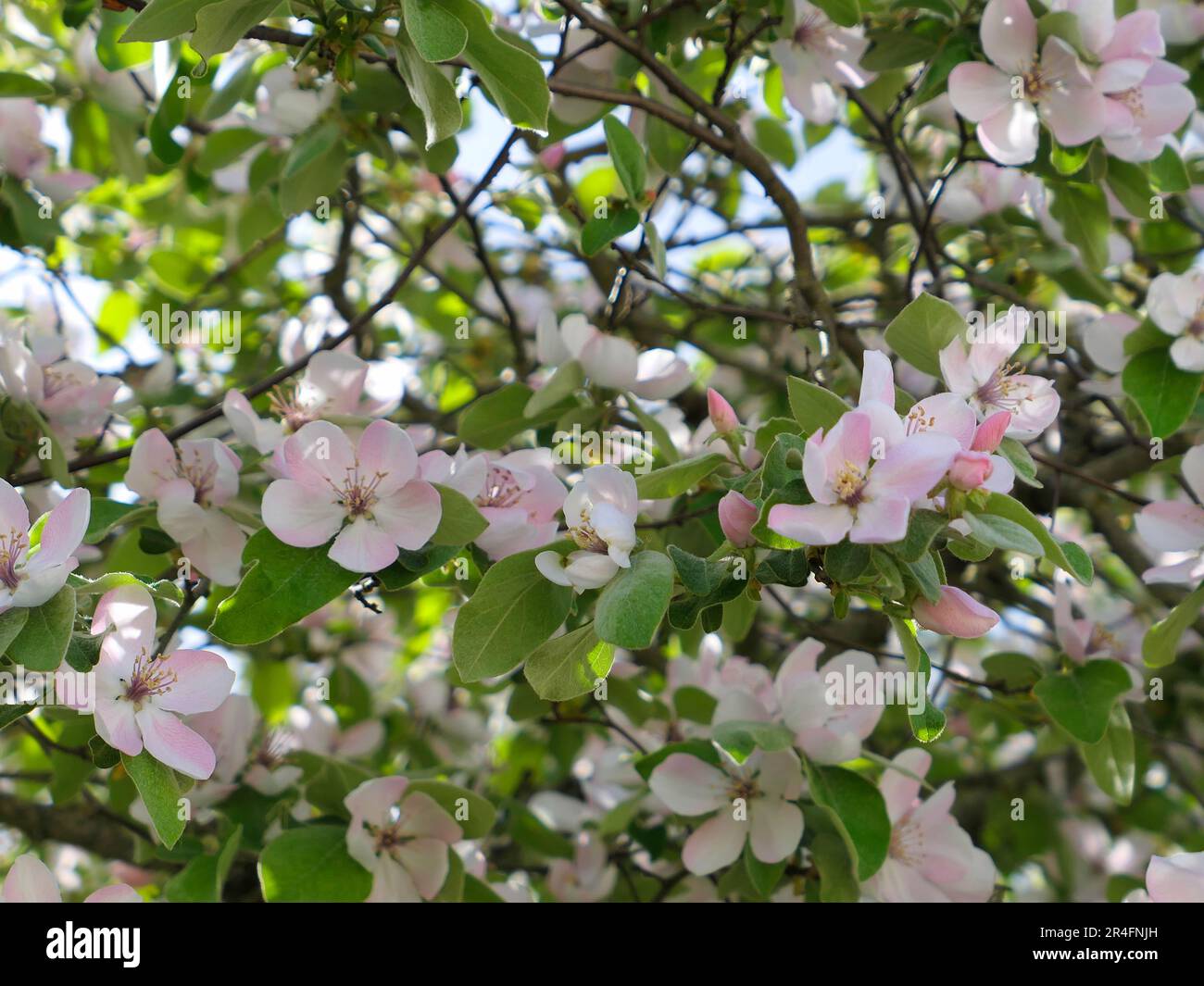 Quince tree in blossom Stock Photo - Alamy