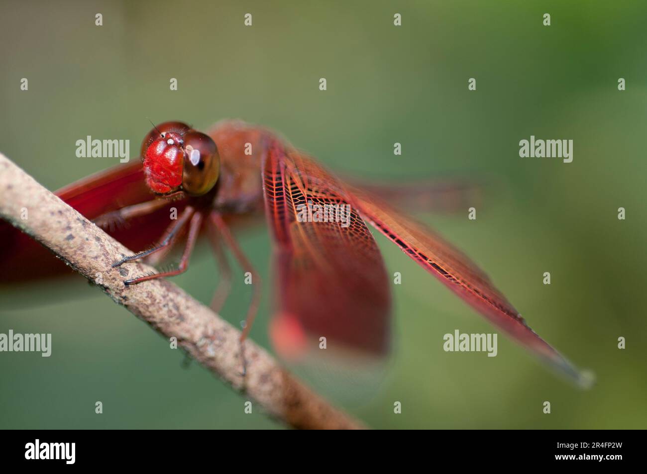 Indonesian Red-winged Dragonfly, Neurothemis terminata, Klungkung, Bali ...