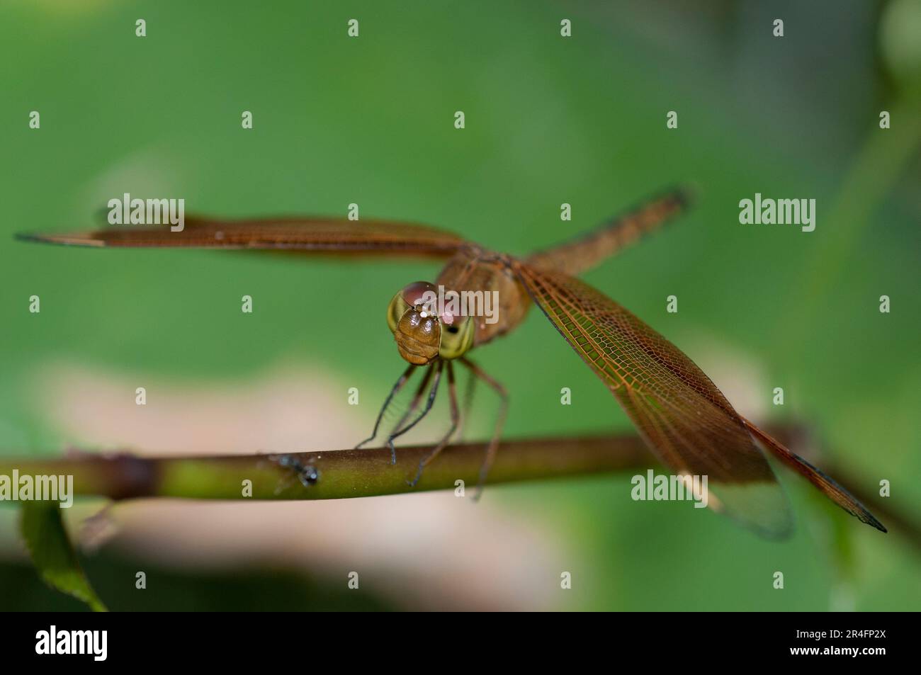 Indonesian Red-winged Dragonfly, Neurothemis terminata, Klungkung, Bali ...