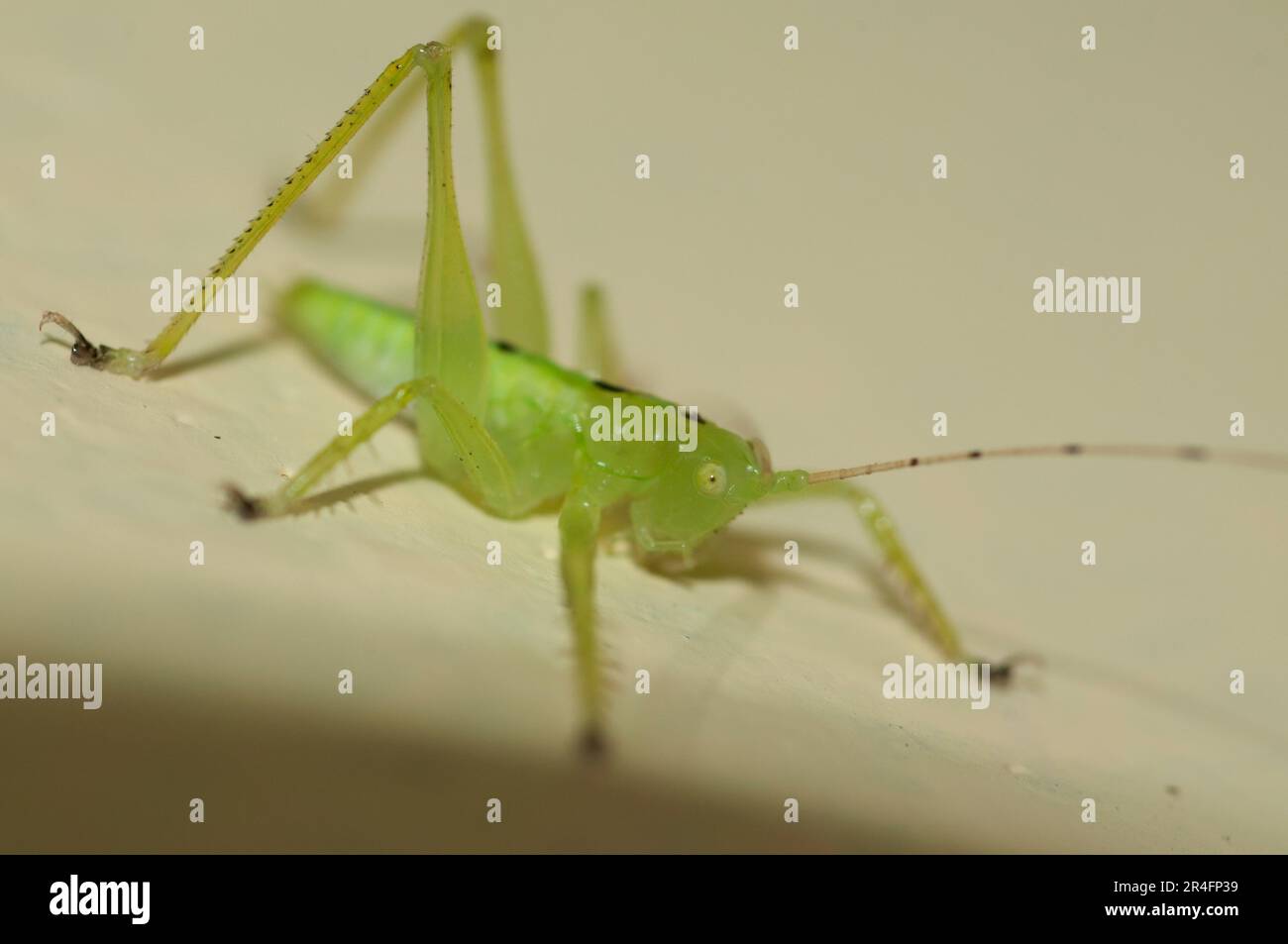 Katydid, Tettigoniidae Family, Klungkung, Bali, Indonesia Stock Photo ...