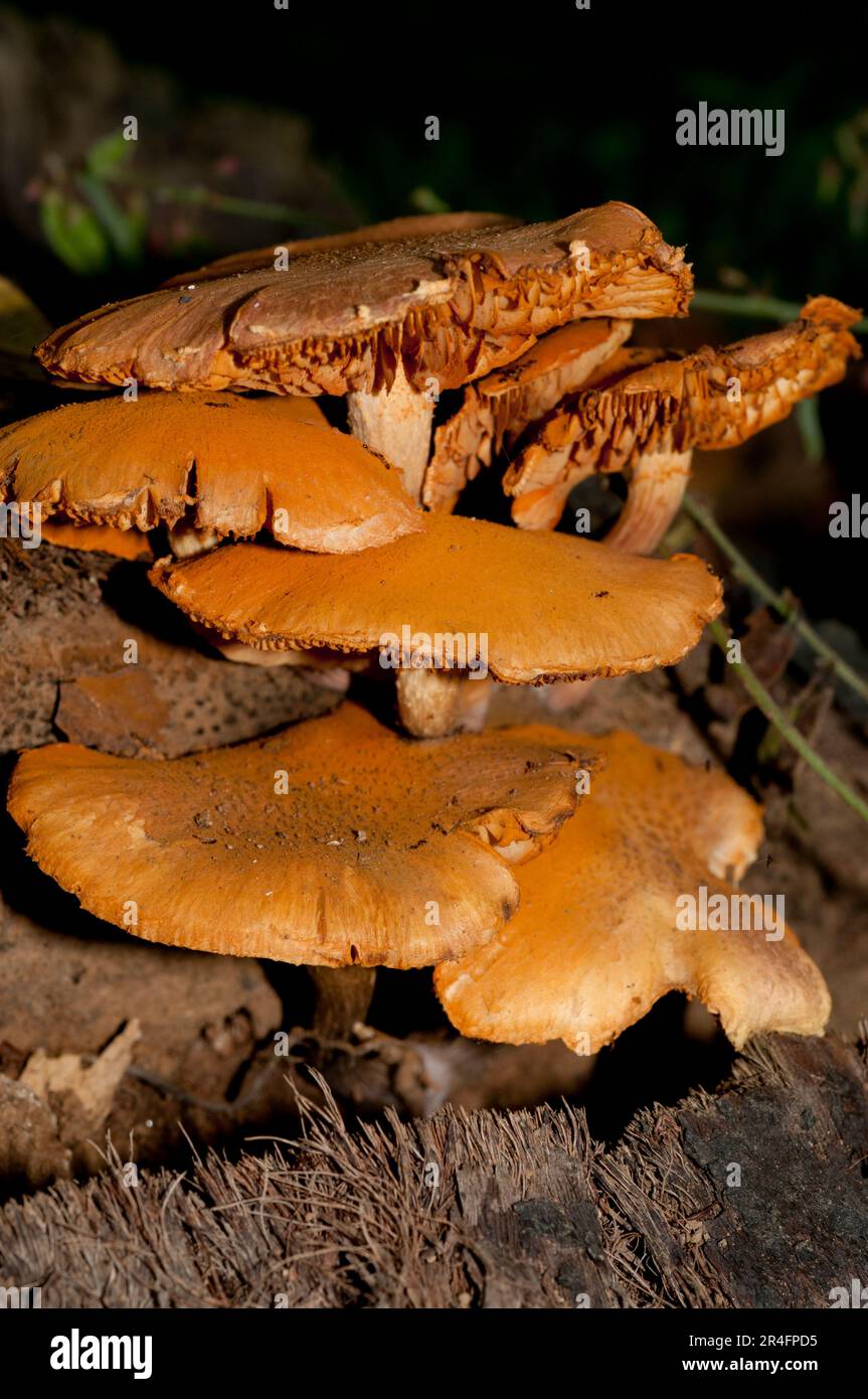 Cluster of Mushrooms, Gymnopilus sp, growing on dead wood, Klungkung ...