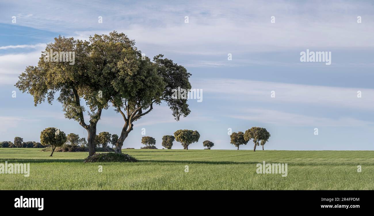 panoramic view of a field of green cereal, with spreading oak trees on ...