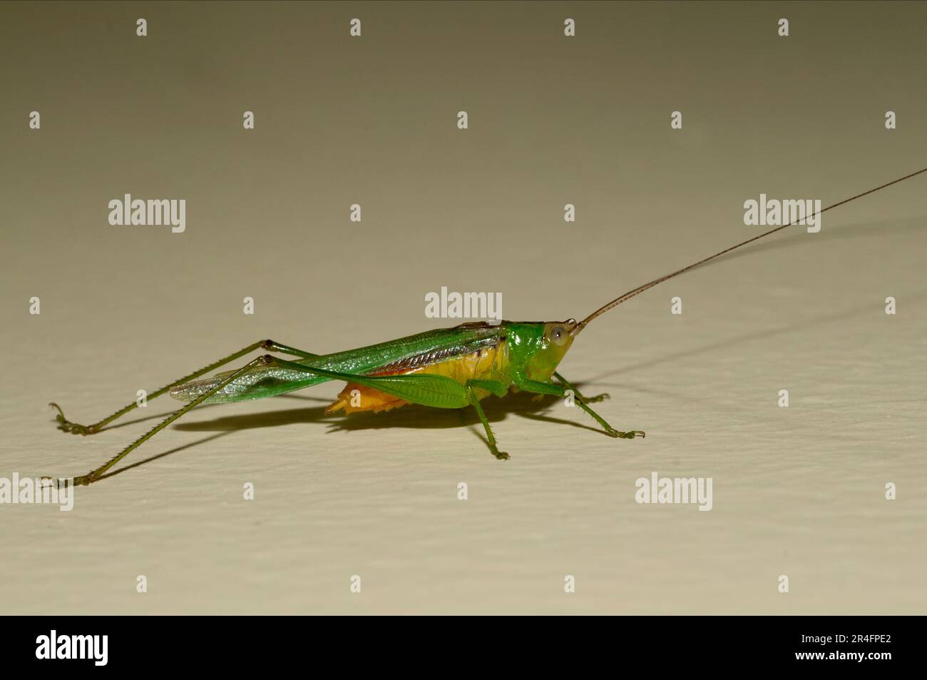 Acrididae family hi-res stock photography and images - Alamy