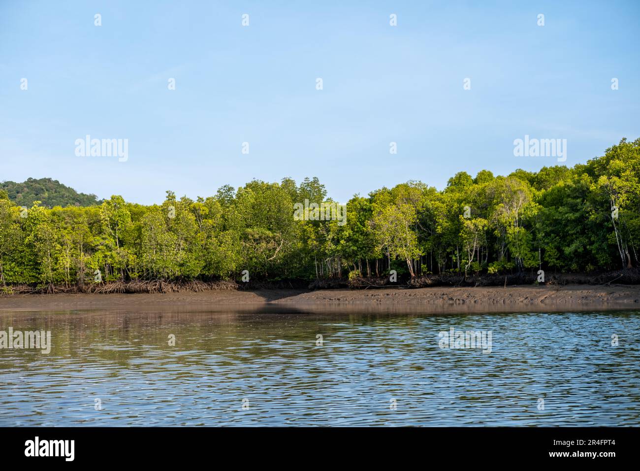 Mangrove forest, including trees and shrubs that grow in saline coastal ...
