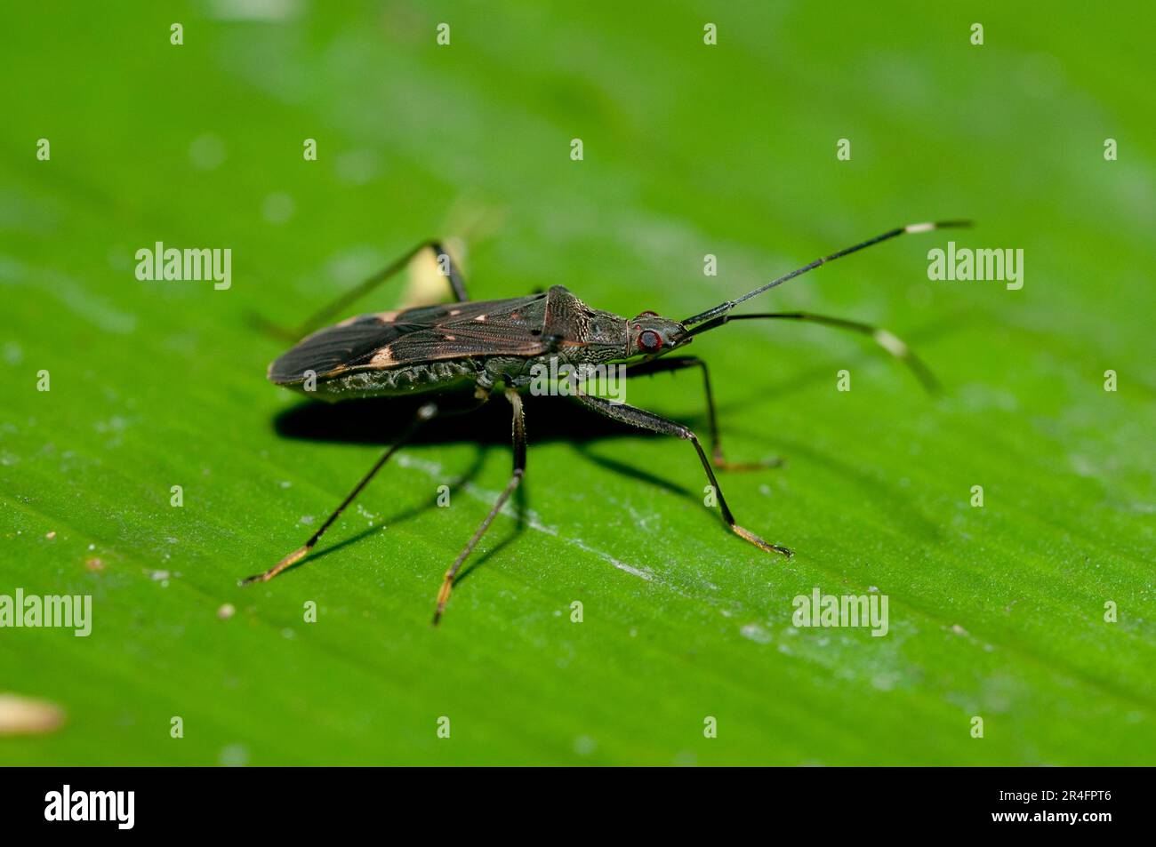 Leaf-footed Bug, Coreidae Family, on leaf, Klungkung, Bali, Indonesia ...