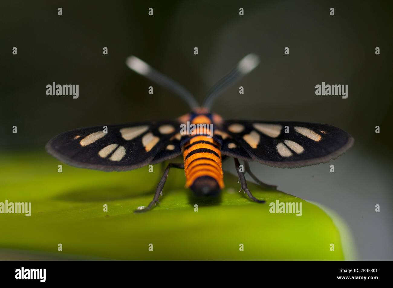 Tiger Moth, Amata huebneri, with intricate patterned wings on leaf ...
