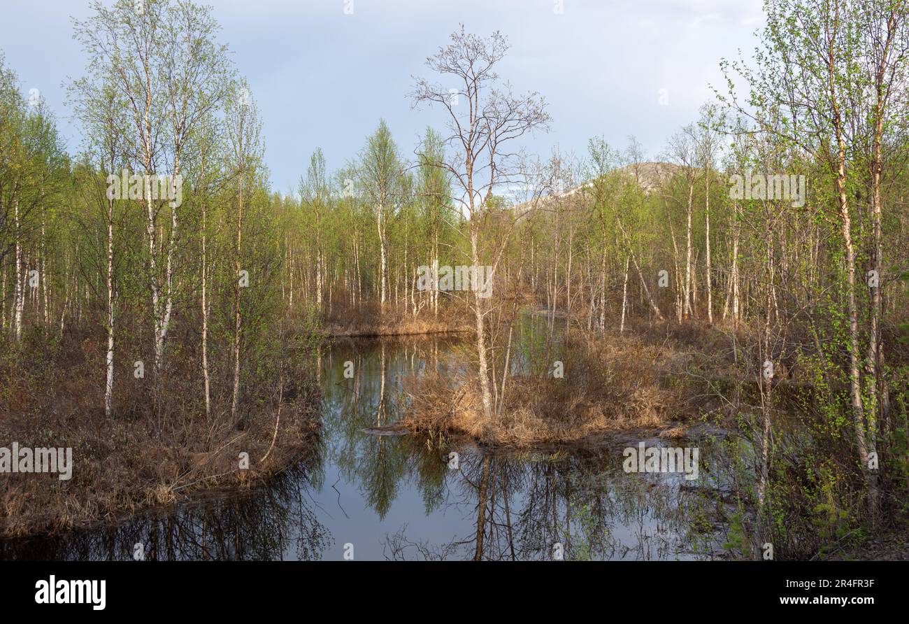 River floods in spring in Finnish Lapland Stock Photo - Alamy