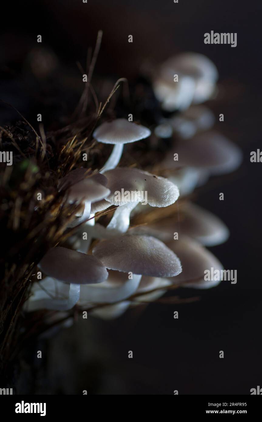 Cluster of Mushrooms, Coprinopsis sp, growing on dead wood, Klungkung ...