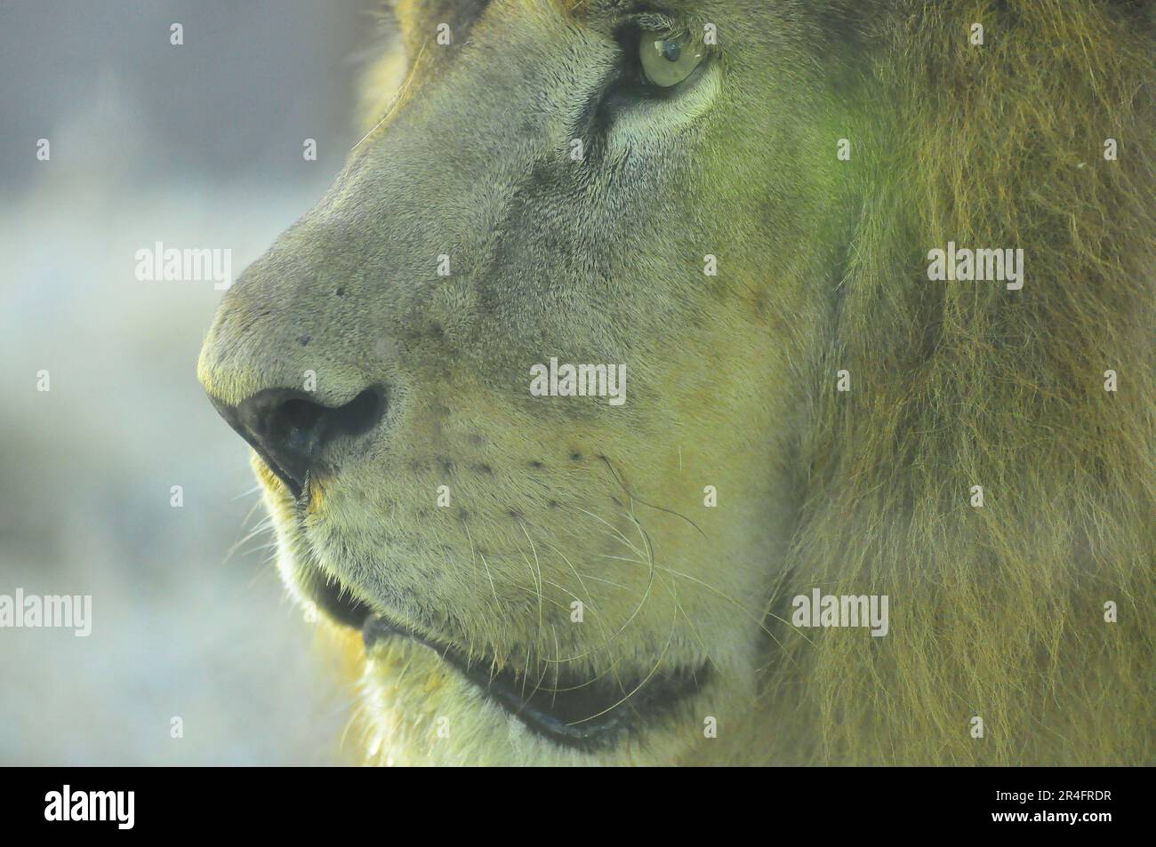 Close up of a male lion face, eyes and mouth in detail Stock Photo - Alamy