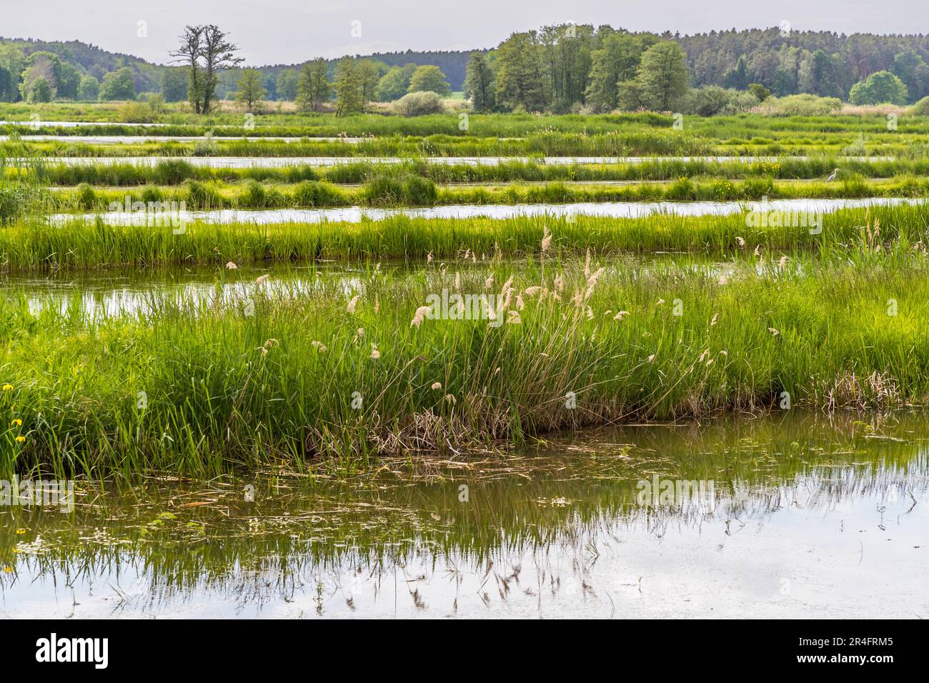 Chain of Aischgründer carp ponds in Haid, Germany Stock Photo - Alamy