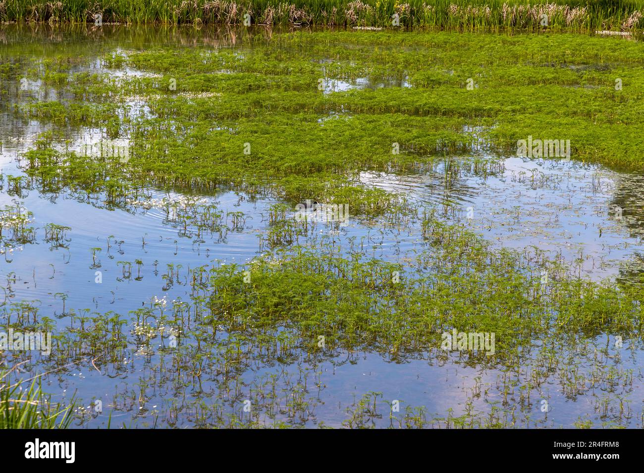 Chain of ponds creek hi-res stock photography and images - Alamy