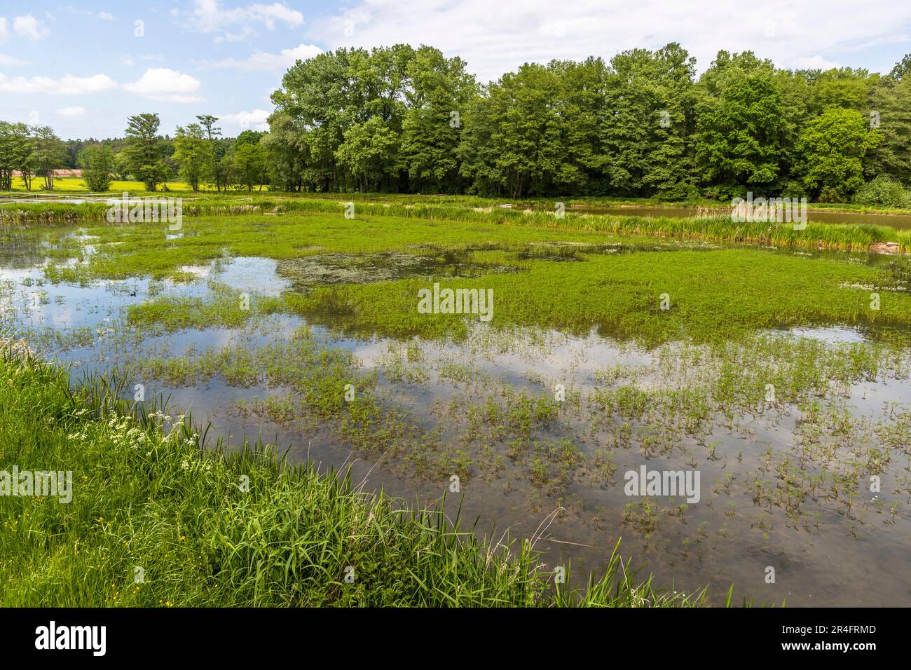 Vegetation and bog ponds hi-res stock photography and images - Alamy
