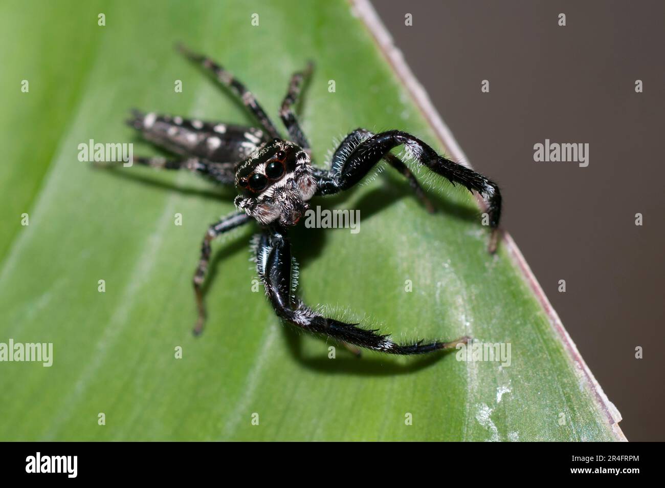 Bavia sexpunctata hi-res stock photography and images - Alamy