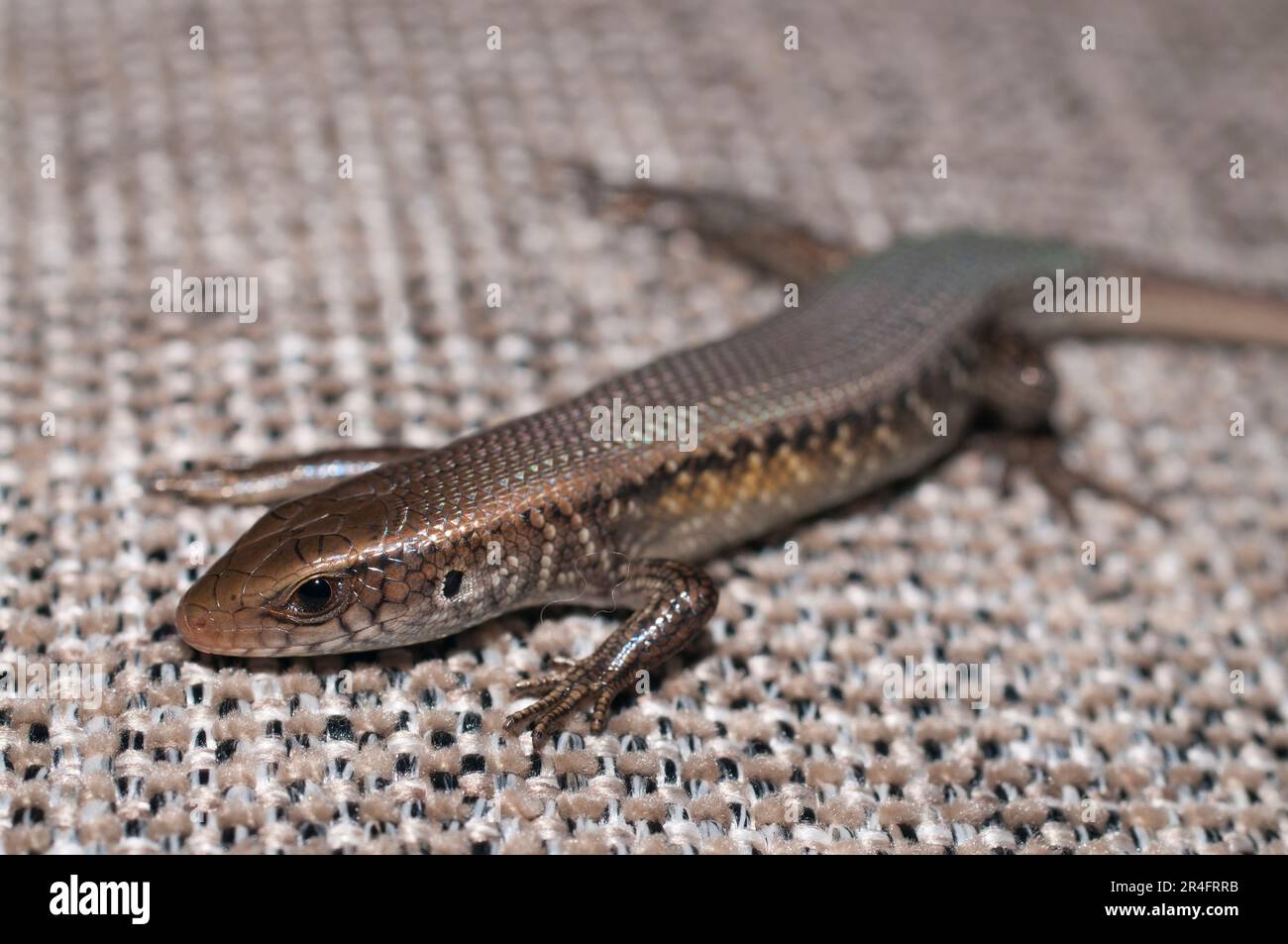 Common Sun Skink, Eutropis multifasciata, on cushion, Klungkung, Bali ...