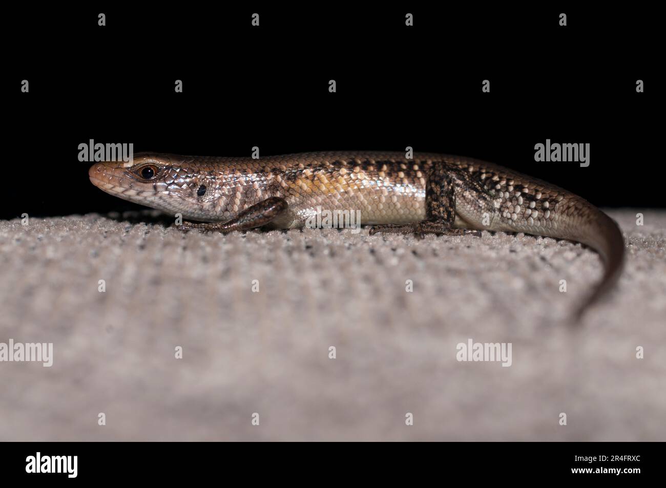 Common Sun Skink, Eutropis multifasciata, on cushion, Klungkung, Bali ...