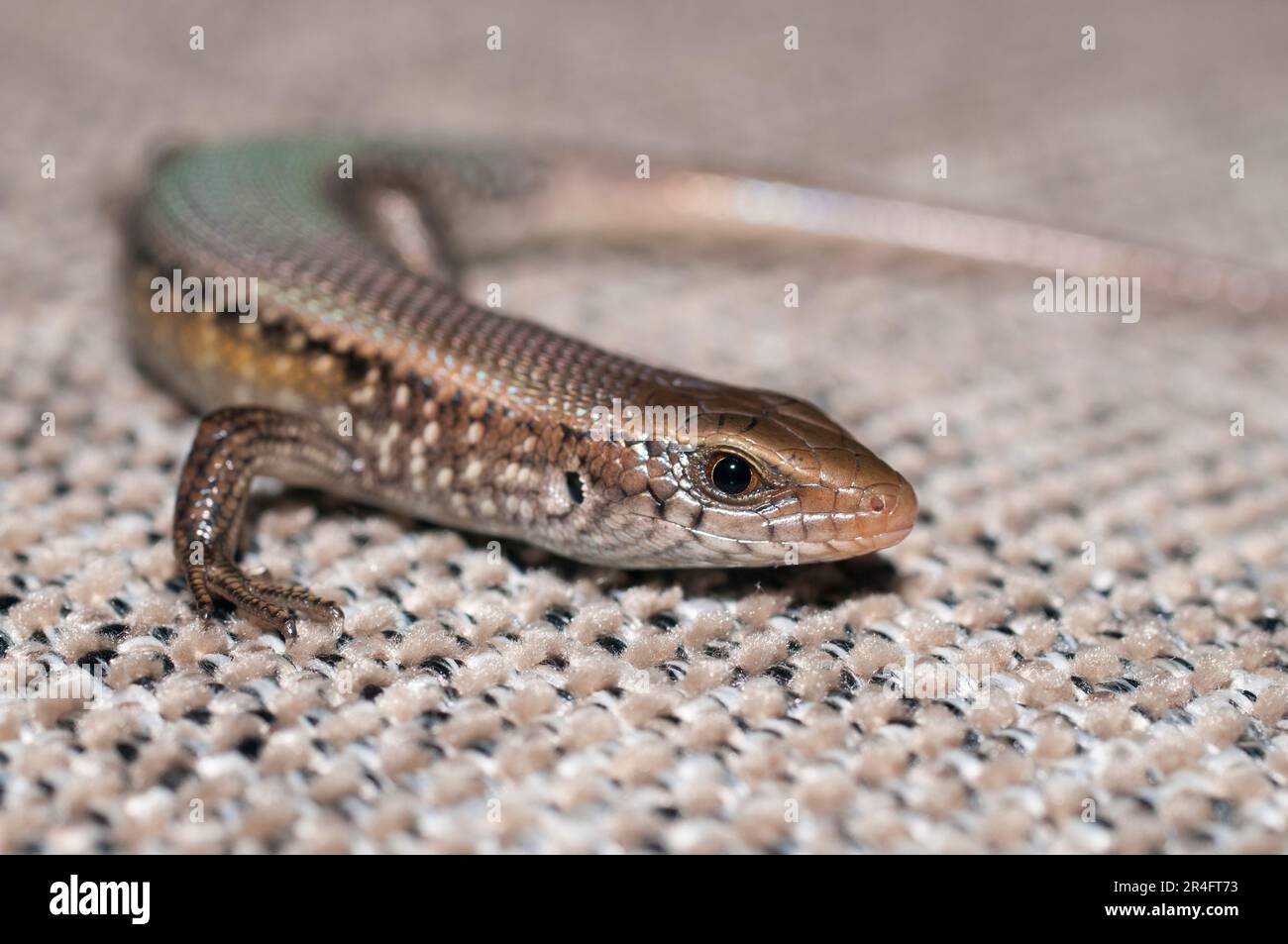 Common Sun Skink, Eutropis multifasciata, on cushion, Klungkung, Bali ...
