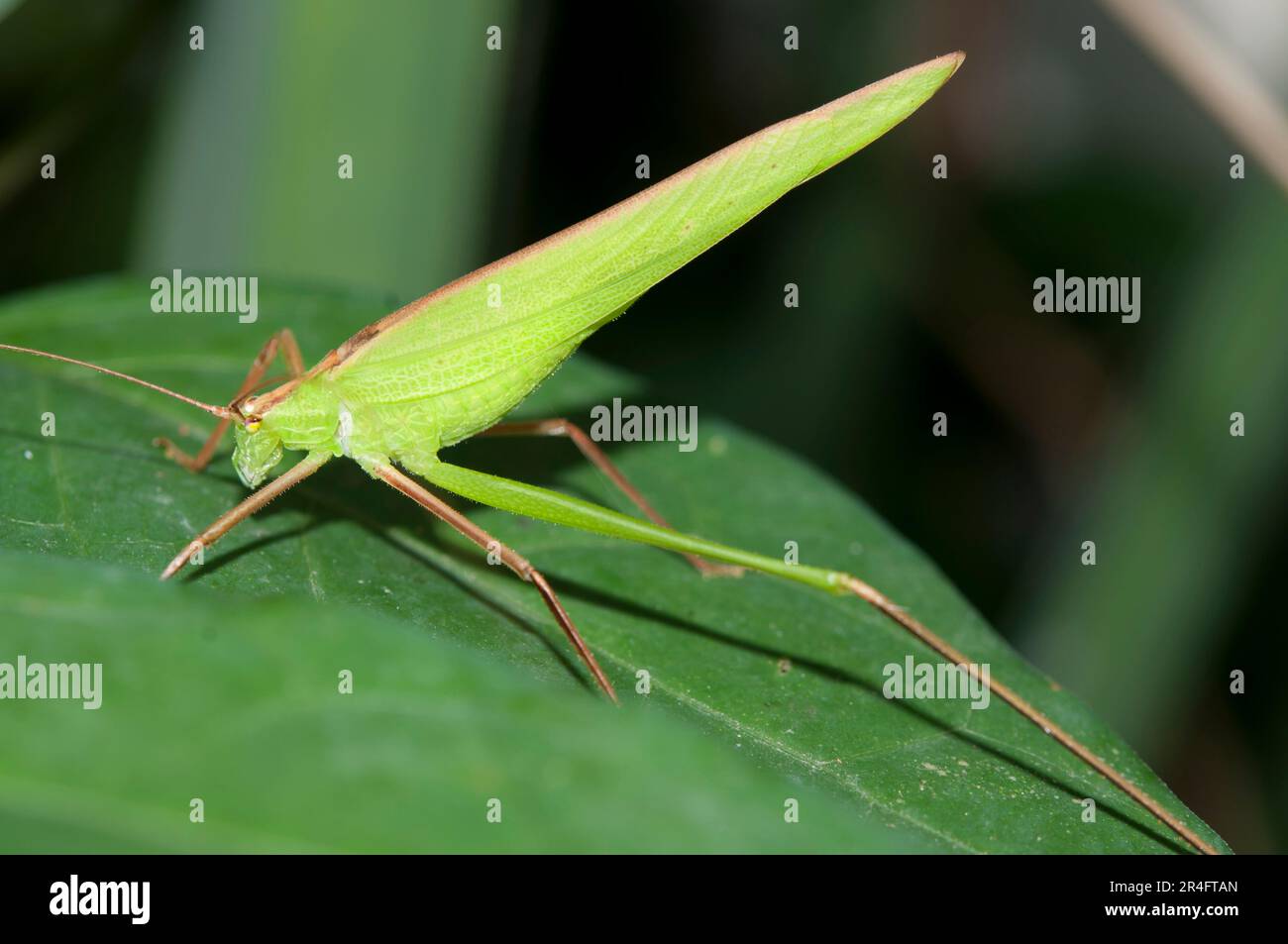 Katydid, Tettigoniidae Family, on leaf, lunkung, Bali, Indonesia Stock ...