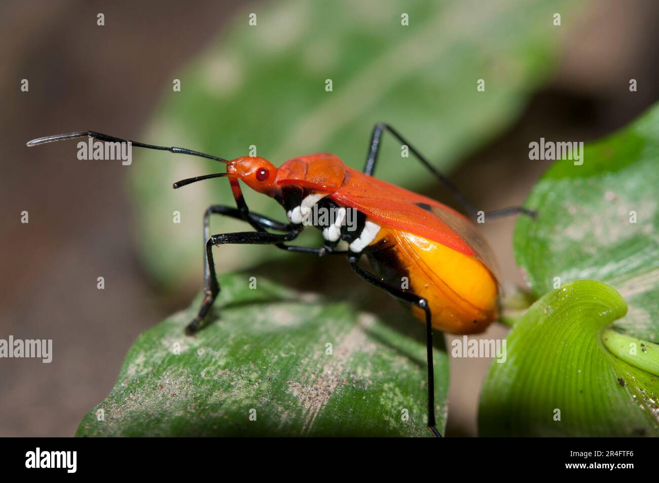 True Bug, Dindymus sp, female swollen with eggs on leaf, Klungkung ...