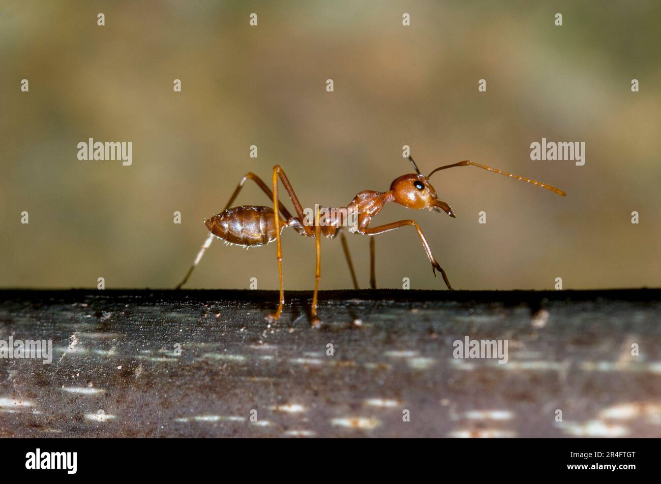 Asian Weaver Ant, Oecophylla sp, on stem, Klungkung, Bali, Indonesia ...