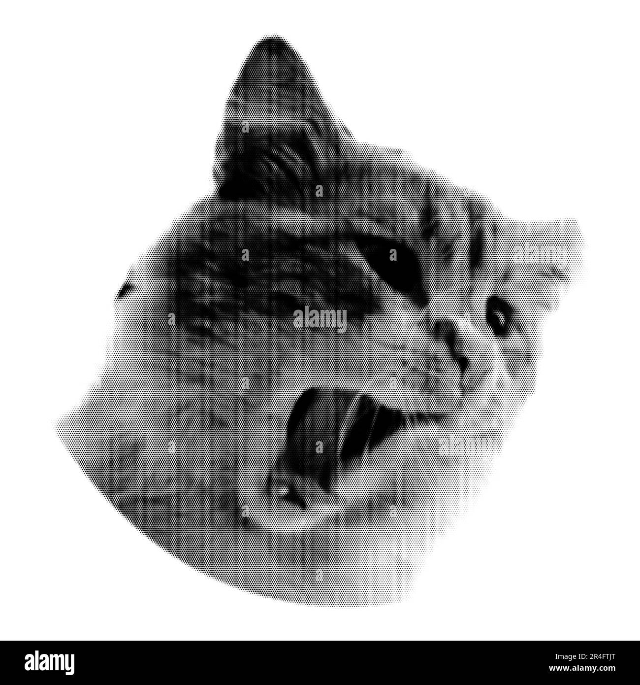 Screaming cat Stock Vector Images - Alamy